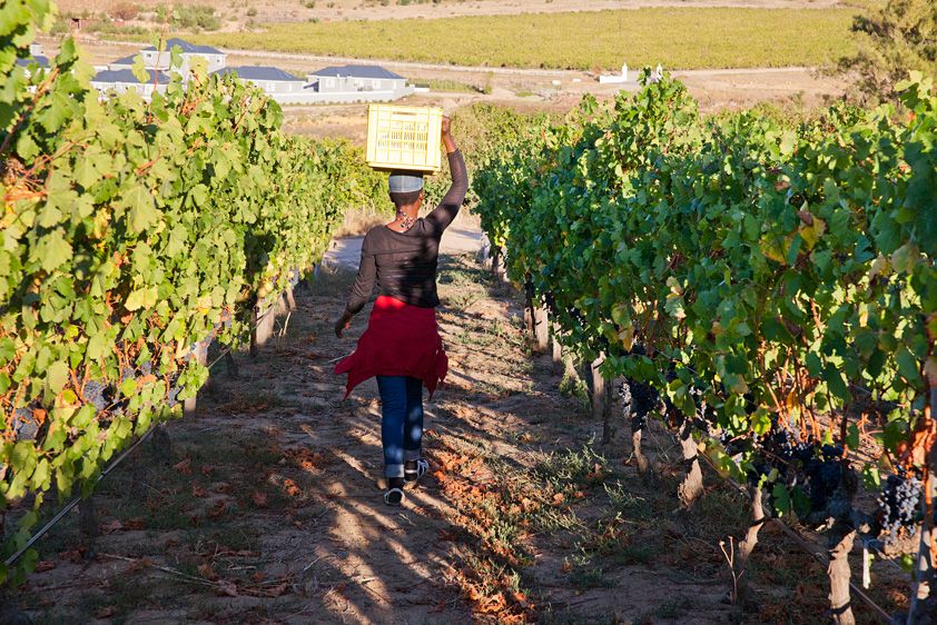 About Us – The Wine Project